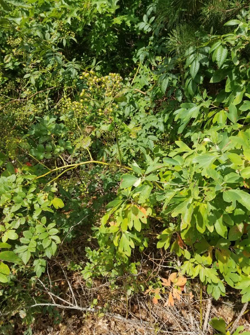 Native/Local Food (Food Sustainability) | Sustainable Plymouth