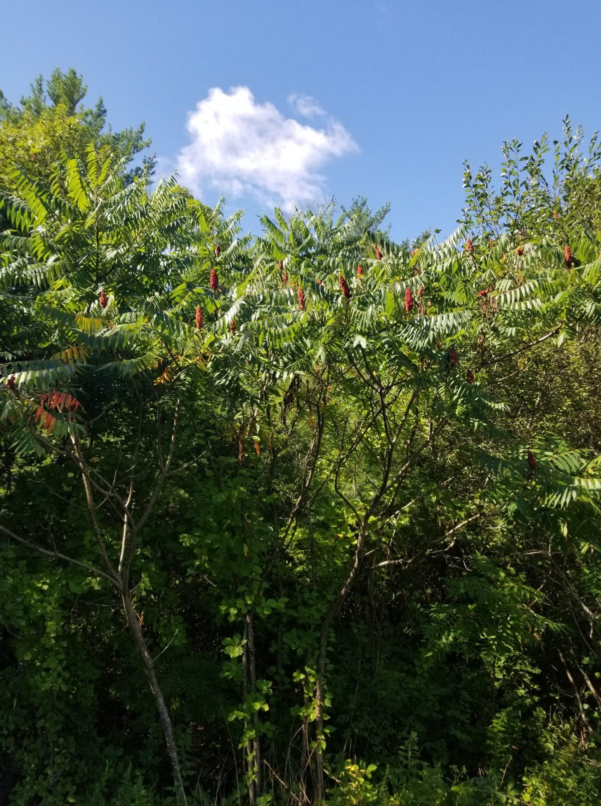 6 Native Plant Sumac | Sustainable Plymouth